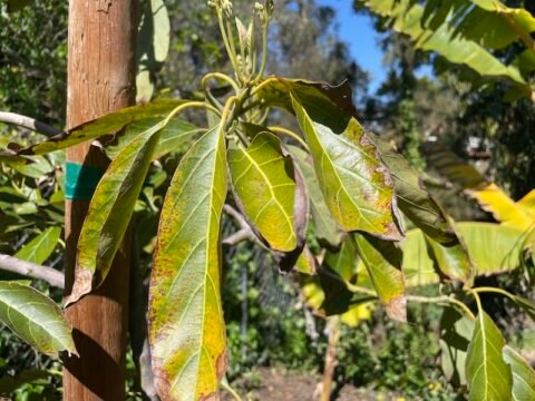 3 Quick Steps To Revive a Dying Avocado Tree – Couch to Homestead