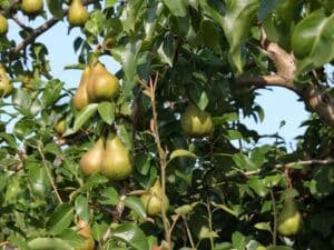 How to Save a Dying Pear Tree (3 Quick Steps) – Couch to Homestead