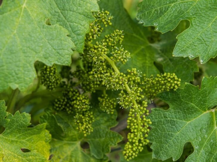 6 Reasons Grapevines Won’t Flower or Fruit (& How To Fix) – Couch to ...