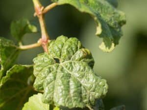 5 Reasons Grapevine Leaves Turn Brown (& How To Fix It) – Couch to ...