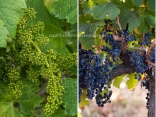 3 Quick Steps to Save a Dying Grapevine – Couch to Homestead
