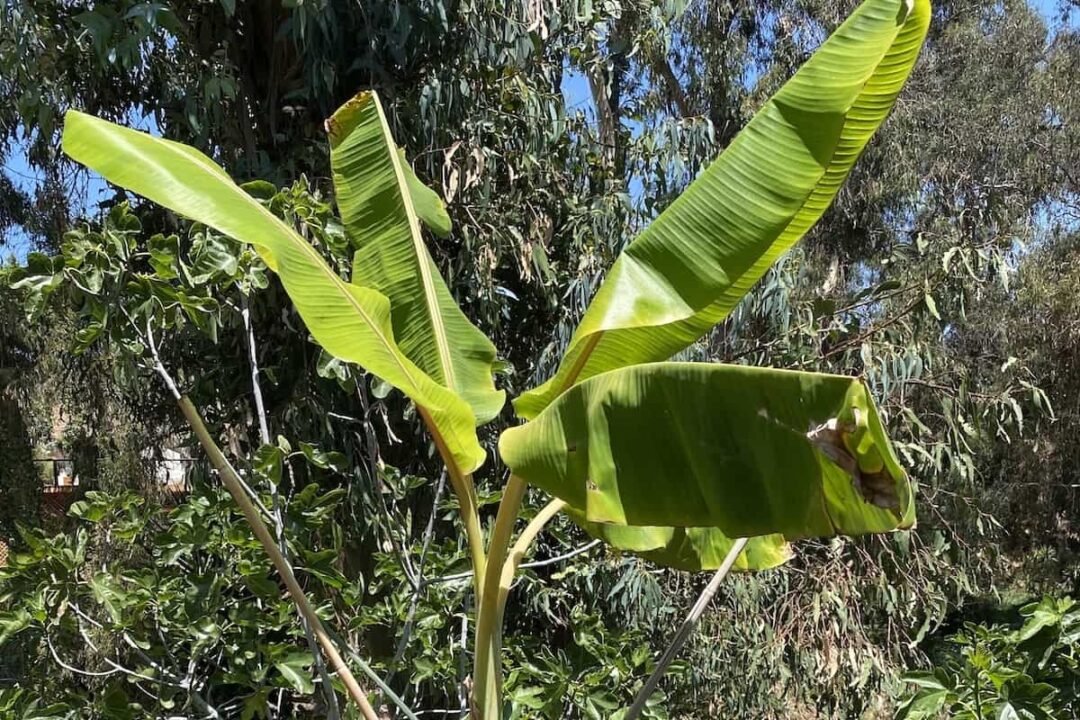 How To Save a Dying Banana Plant: 3 Quick Steps – Couch to Homestead