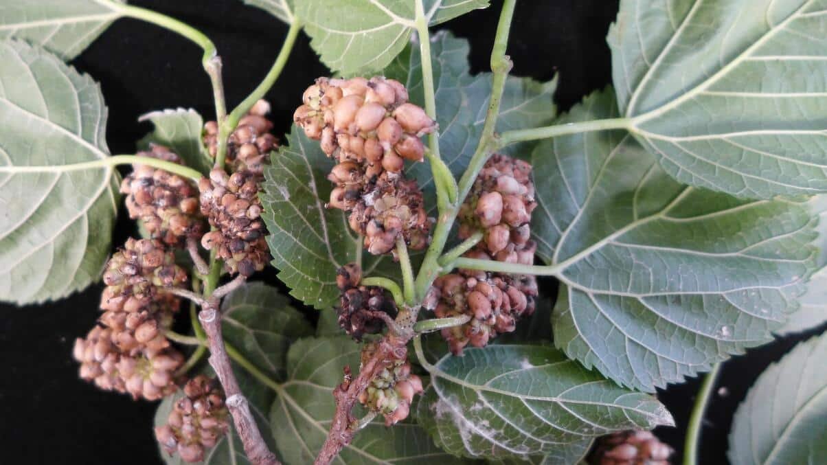 5 Reasons Mulberry Trees Drop Fruit (& How To Fix It) – Couch to Homestead