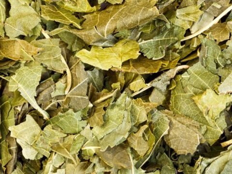 How To Save A Dying Mulberry Tree (3 Quick Steps) – Couch to Homestead