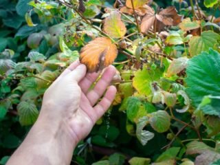How to Revive A Dying Raspberry Plant (3 Quick Steps) – Couch to Homestead