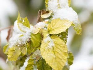 How to Revive A Dying Raspberry Plant (3 Quick Steps) – Couch to Homestead