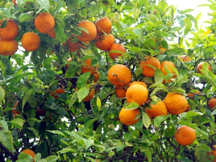 The 10 Easiest Fruit Trees To Grow (& The 5 Hardest) – Couch to Homestead