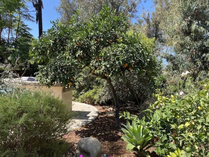 How To Revive a Dying Fruit Tree: 3 Quick Steps – Couch to Homestead
