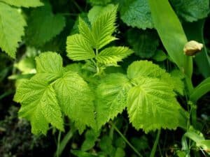 How to Revive A Dying Raspberry Plant (3 Quick Steps) – Couch to Homestead