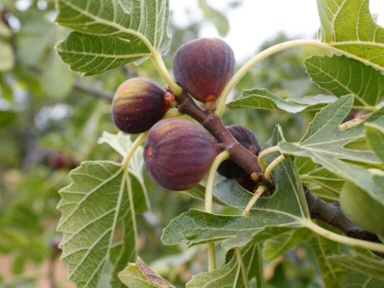The 10 Best Fruit Trees to Grow in Texas – Couch to Homestead