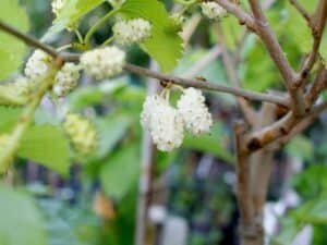 Are Mulberry Trees Invasive (& Are Their Roots Damaging)? – Couch to ...