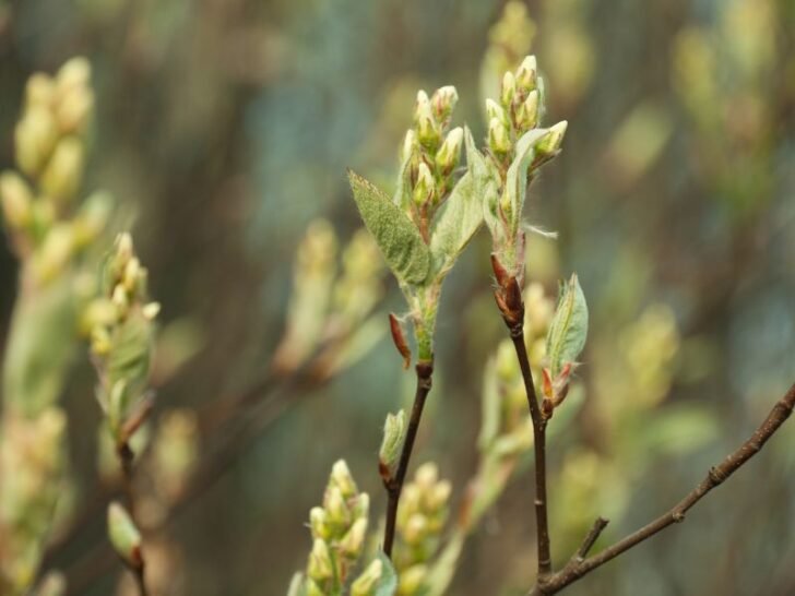 The Top 3 Fertilizers for Apple Trees (+ Homemade Options) – Couch to ...