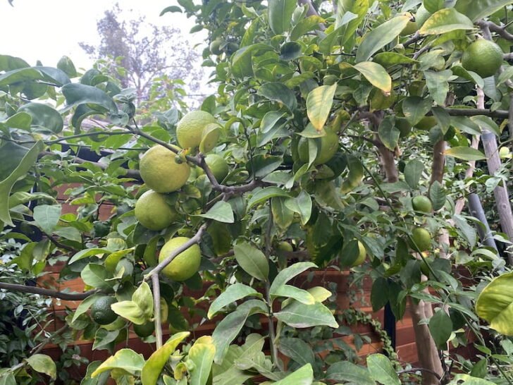 Lemon Tree Not Growing New Leaves (6 Ways to Fix It) – Couch to Homestead