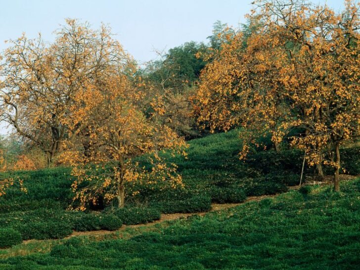 The Top 10 Persimmon Companion Plants – Couch to Homestead