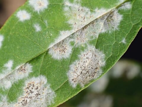 Raspberry Plants Not Growing: 5 Causes & Fixes – Couch to Homestead