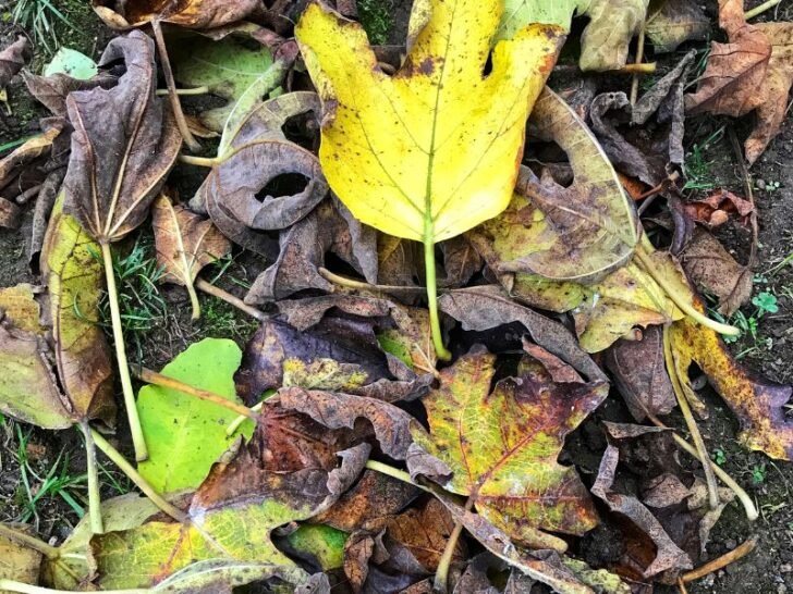 How To Save a Dying Fig Tree: 3 Quick Steps – Couch to Homestead