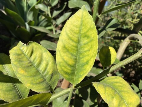 6 Reasons Citrus Trees Get White Leaves (& How to Fix It) – Couch to ...