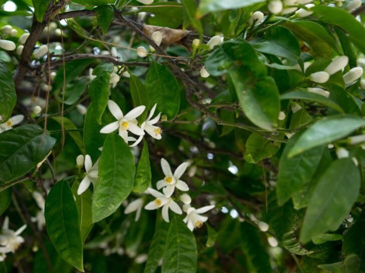 Lemon Tree Not Growing New Leaves (6 Ways to Fix It) – Couch to Homestead