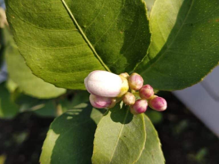 When Do Lemon Trees Bloom? (& 6 Ways to Get More Flowers) – Couch to ...