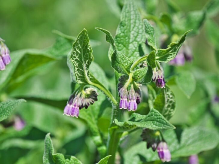 Companion Planting Comfrey (Benefits, Pairings, & More) – Couch to ...