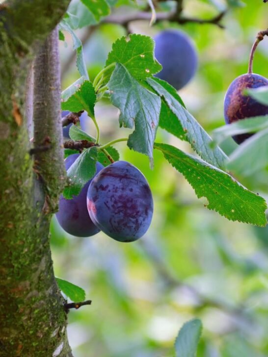 The 10 Easiest Fruit Trees To Grow (& The 5 Hardest) – Couch to Homestead