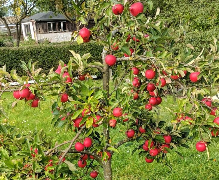 How to Grow Apple Trees – A Beginner’s Guide – Couch to Homestead