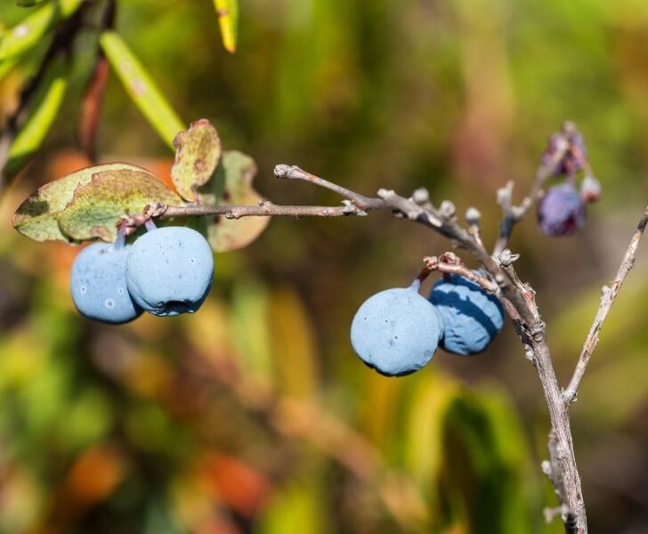 4 Ways to Fix Droopy and Wilting Leaves on Blueberry Bushes – Couch to ...