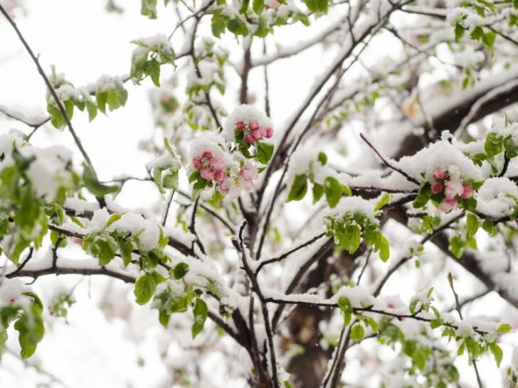 How to Grow Apple Trees – A Beginner’s Guide – Couch to Homestead