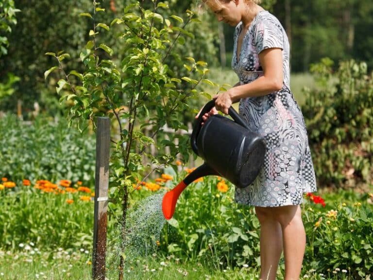 5 Reasons Apple Trees Won’t Grow (& How to Fix It) – Couch to Homestead