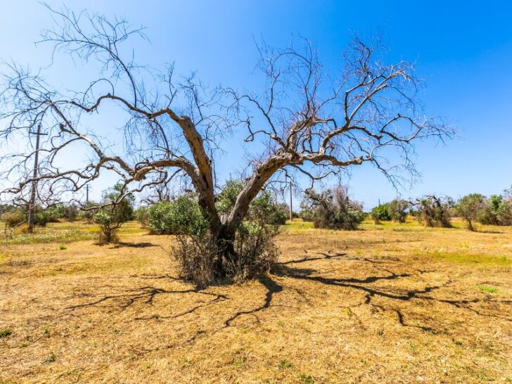 3 Quick Steps To Save A Dying Olive Tree Couch To Homestead 3-quick-steps-to-save-a-dying-olive-tree-couch-to-homestead