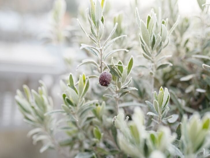 5 Reasons Why Olive Trees Drop Their Leaves (& Fixes) – Couch to Homestead