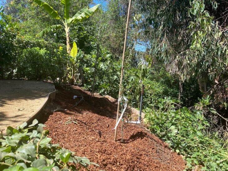 3 Quick Steps to Save a Dying Olive Tree – Couch to Homestead