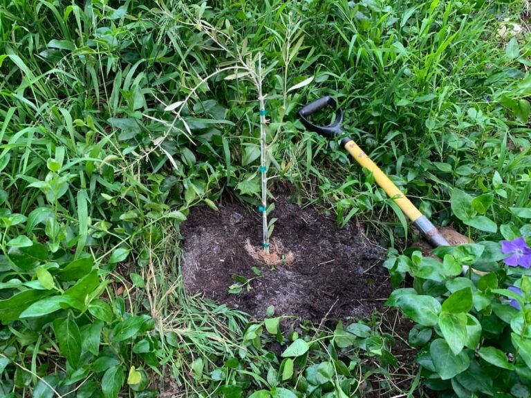 4 Steps to Plant Fruit Trees (& Find The Best Spot) – Couch to Homestead