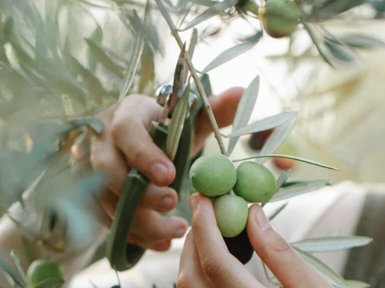 Why Olive Trees Won’t Fruit (& How to Fix It) – Couch to Homestead