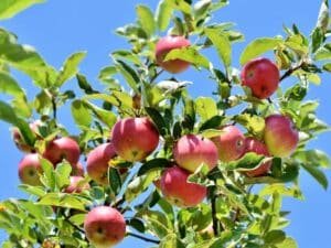 5 Reasons Apple Trees Won’t Grow (& How to Fix It) – Couch to Homestead