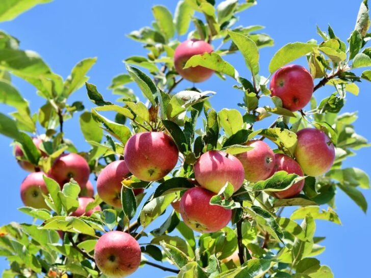 Why Apple Tree Leaves Turn Brown (and How To Fix It) – Couch to Homestead