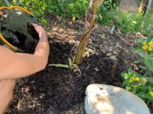 How to Start a Banana Circle (The 10 Best Plants) – Couch to Homestead