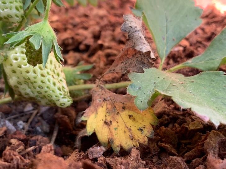 Why Is My Strawberry Plant Dying