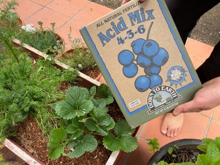 Blackberry Plants Not Growing: 5 Causes & Fixes – Couch to Homestead