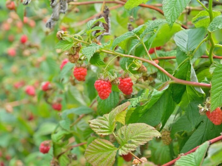 4 Ways to Fix Droopy & Wilting Leaves on Raspberry Plants – Couch to ...
