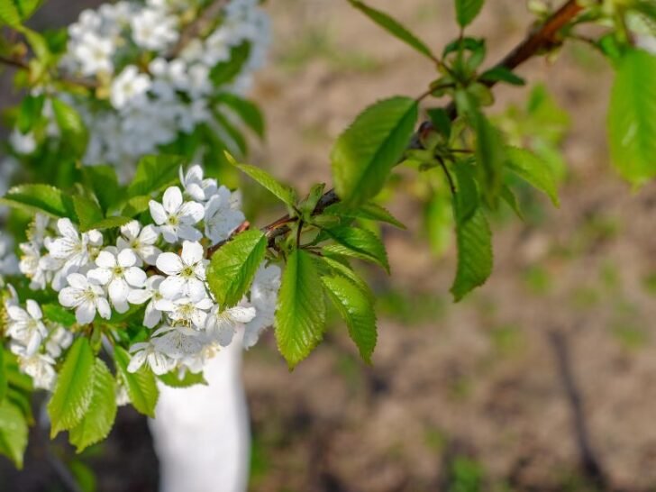 How To Revive a Dying Fruit Tree: 3 Quick Steps – Couch to Homestead
