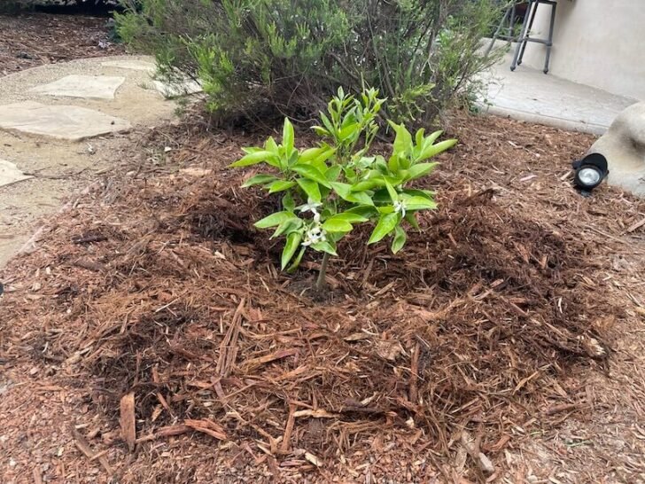 How to Care For Fruit Trees (7 Things to Know) – Couch to Homestead