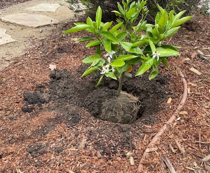 4 Steps to Plant Fruit Trees (& Find The Best Spot) – Couch to Homestead