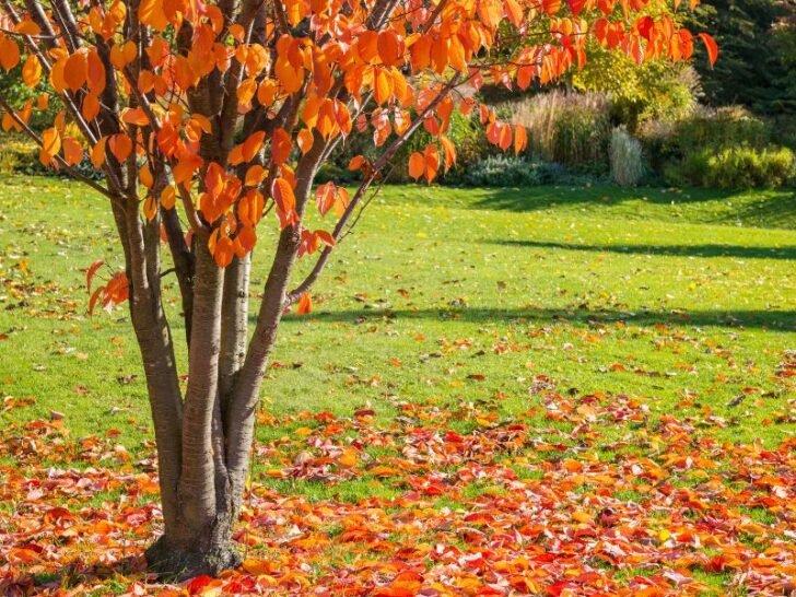 5 Reasons Cherry Tree Leaves Turn Red (& How to Fix It) – Couch to ...