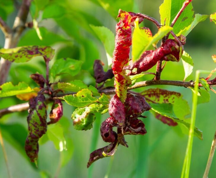 5 Reasons Cherry Tree Leaves Turn Red (& How to Fix It) – Couch to ...