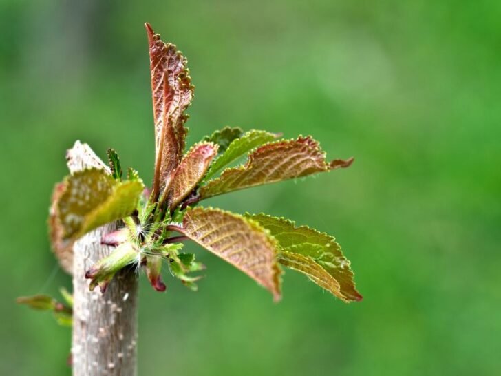 5 Reasons Cherry Tree Leaves Turn Red (& How to Fix It) – Couch to ...
