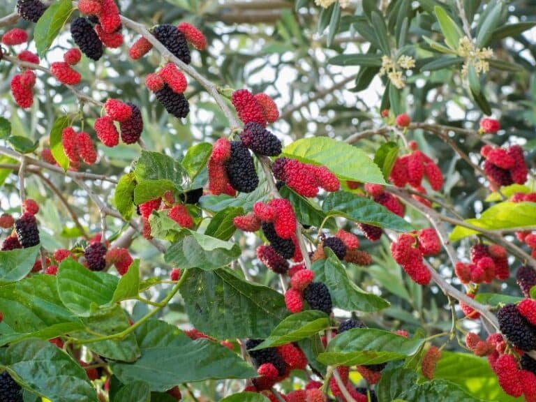 The 10 Best Fruit Trees to Grow in Texas – Couch to Homestead