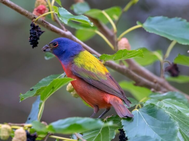 The 10 Best Fruit Trees to Grow in Texas – Couch to Homestead