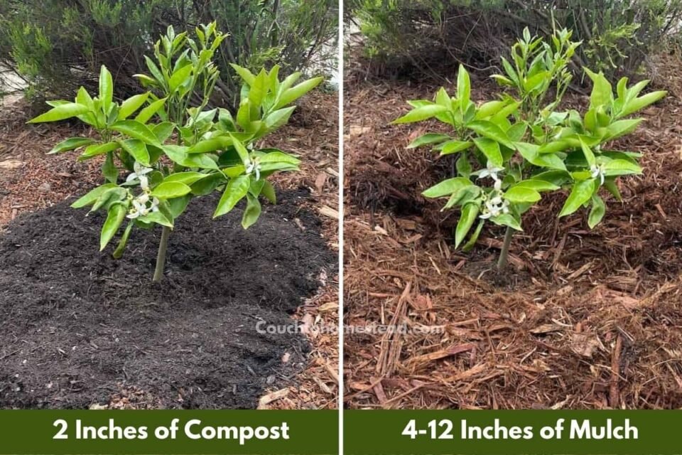 Splitting Citrus Fruit & How to Fix It (4 Ways) – Couch to Homestead