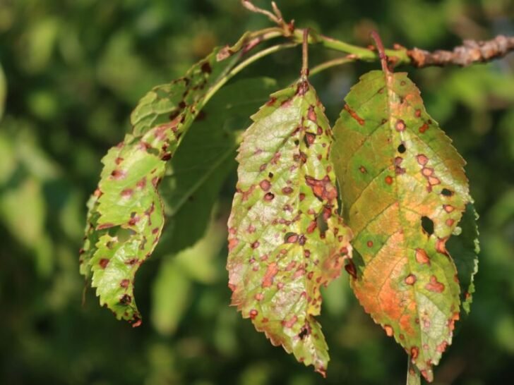 5 Reasons Cherry Tree Leaves Turn Red (& How to Fix It) – Couch to ...
